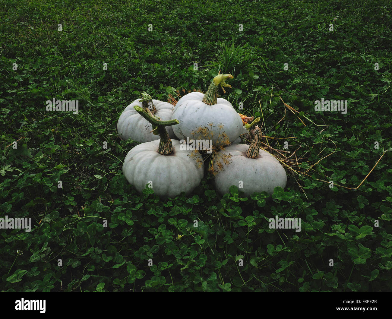White pumpkins in clover field Stock Photo - Alamy