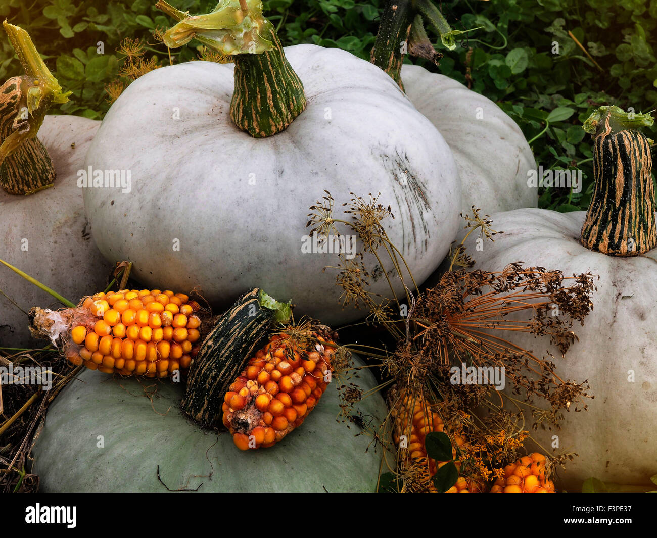 Autumn harvest pumpkins Stock Photo - Alamy