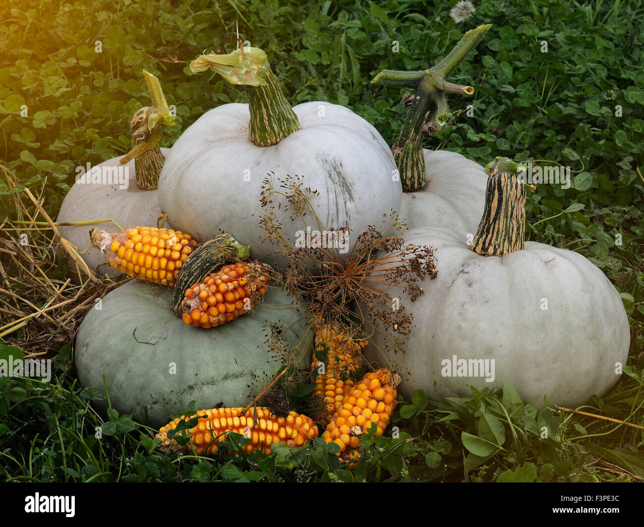 Pumpkins and corn Stock Photo - Alamy