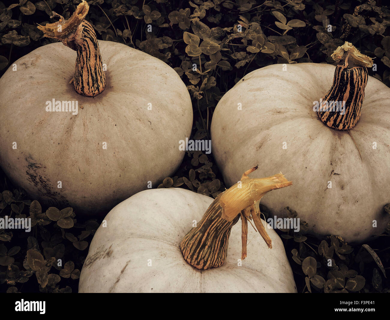Winter holiday pumpkins hi-res stock photography and images - Alamy