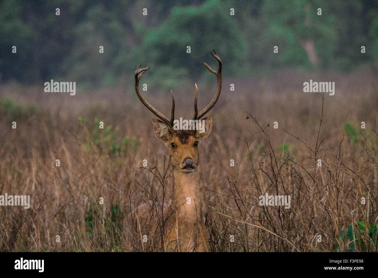 Barasingha kanha national park hi-res stock photography and images - Alamy