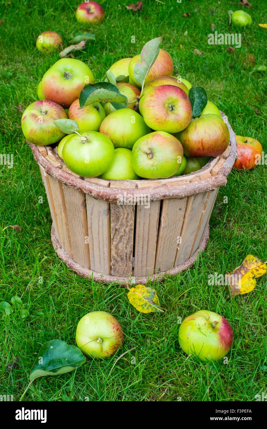 Autumn apples in wooden hi-res stock photography and images - Alamy
