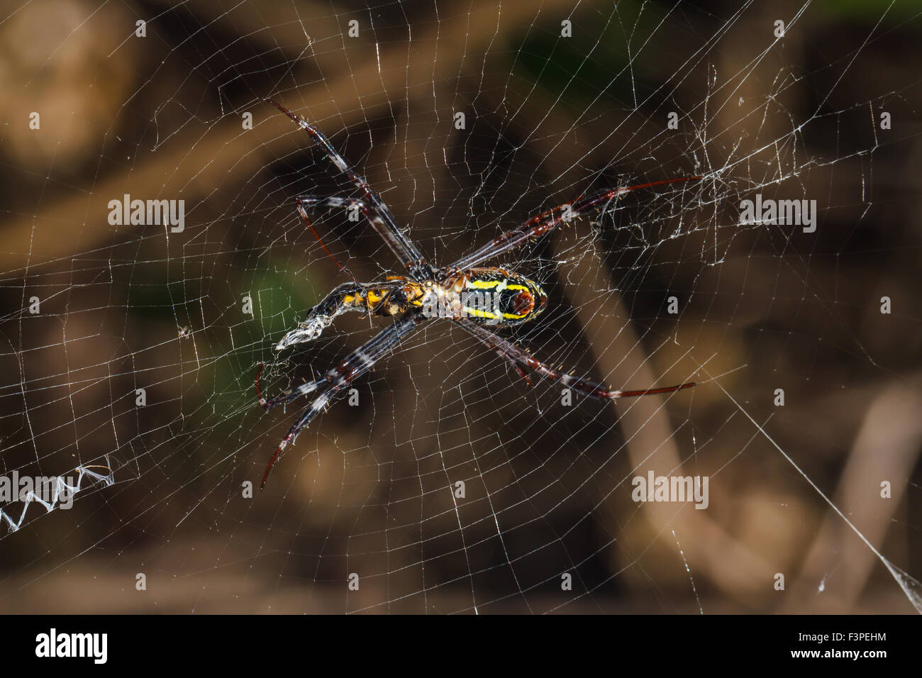 Spider on the web Stock Photo - Alamy