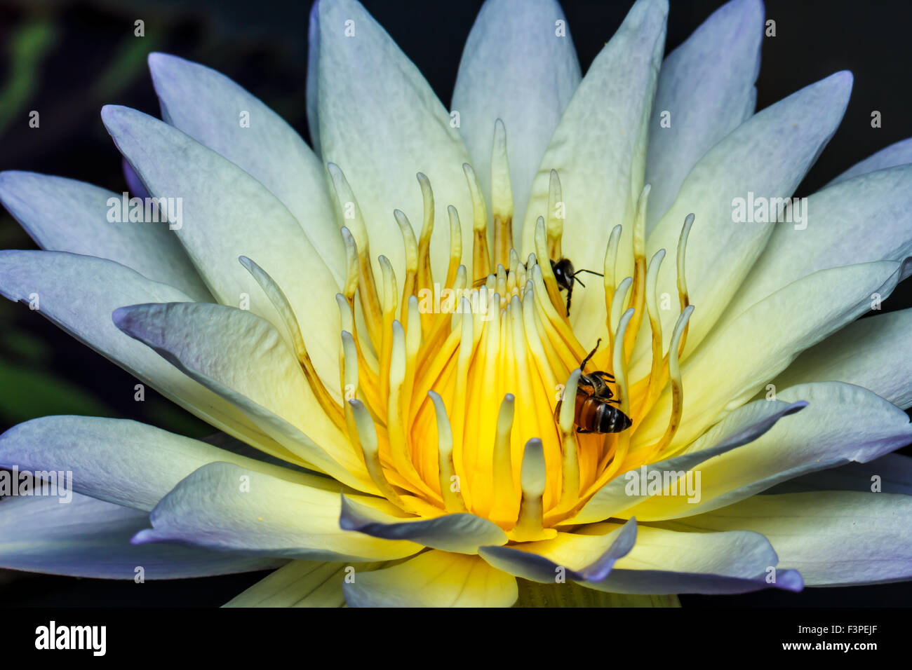 Bee on lotus Stock Photo - Alamy