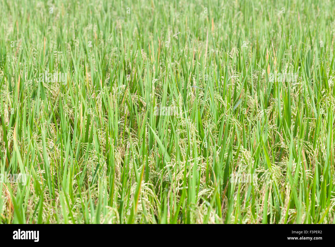Harvesting rice paddies hi-res stock photography and images - Alamy