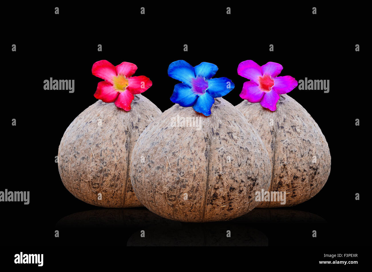 Coconut tree flower hi-res stock photography and images - Alamy
