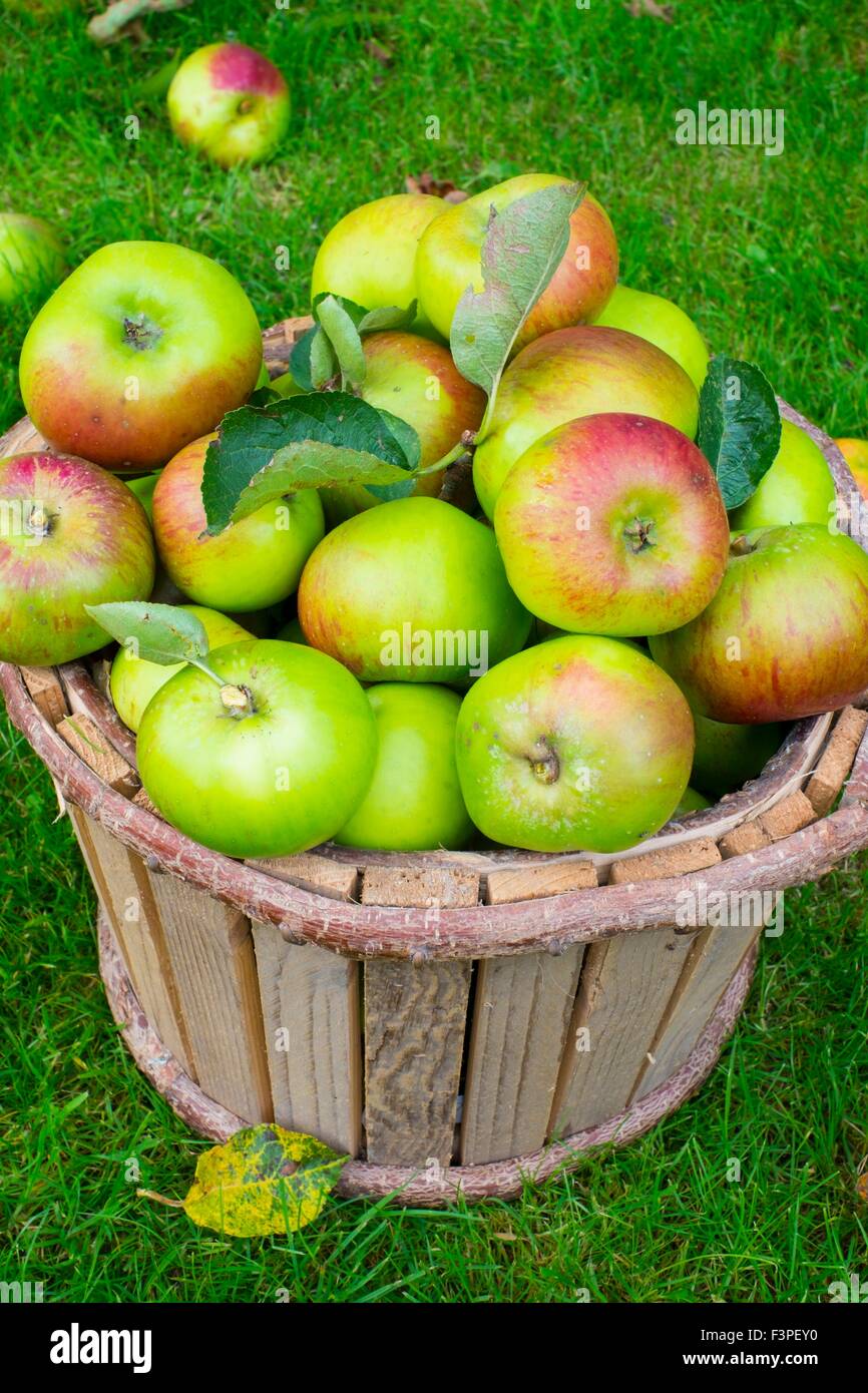 Bramley apples bucket hi-res stock photography and images - Alamy