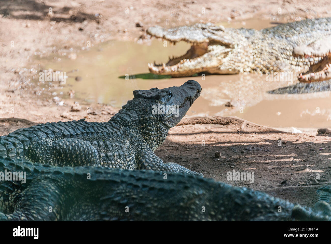 Crocodiles at Guama Crocodile Farm, Cuba Stock Photo - Alamy