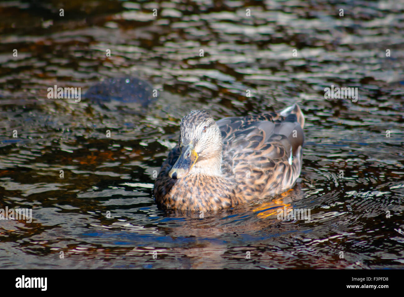 Female Mallard swimming in the shallow water Stock Photo - Alamy