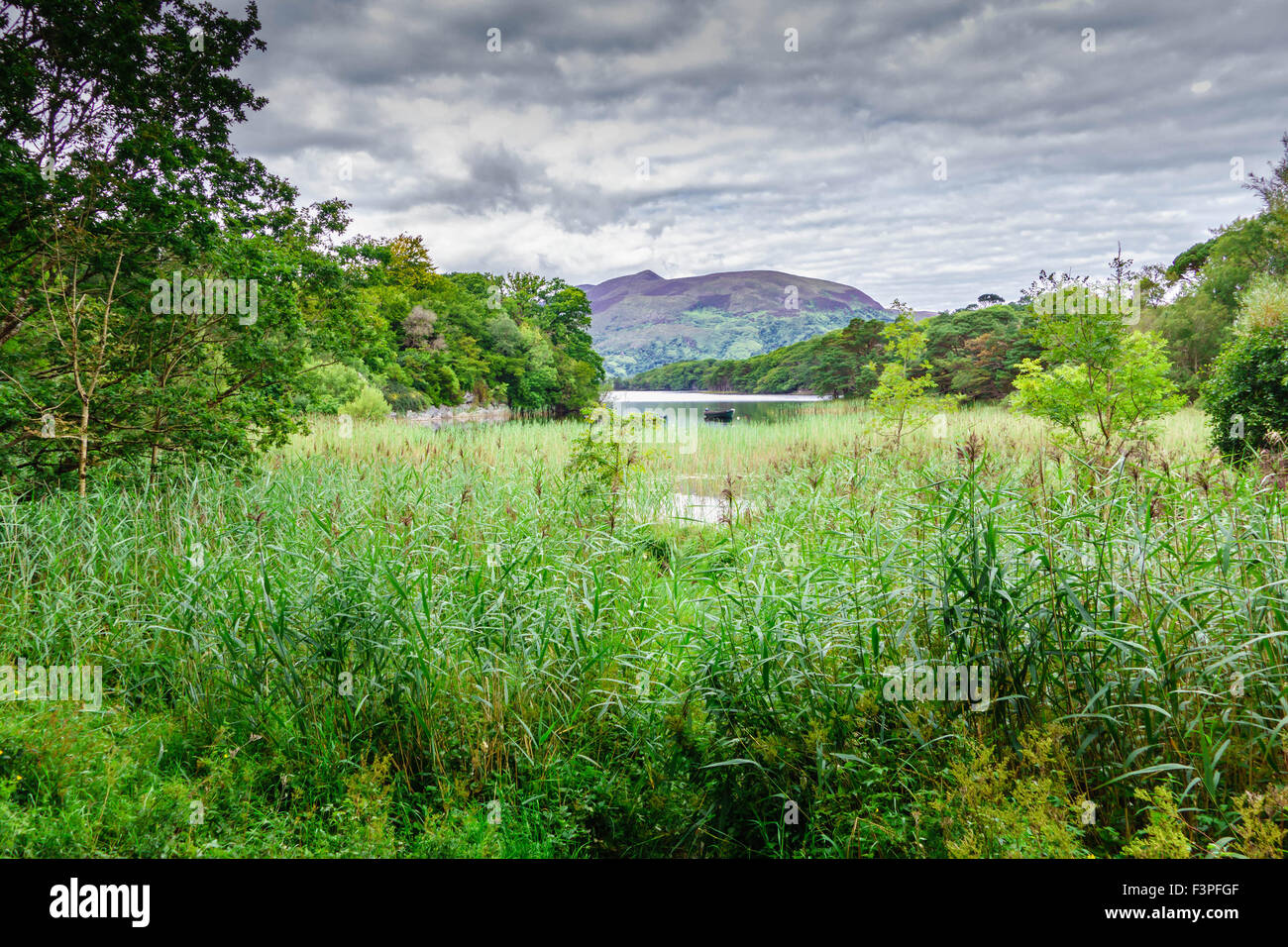 Muckross Lake in the beautiful Killarney National Park Stock Photo - Alamy