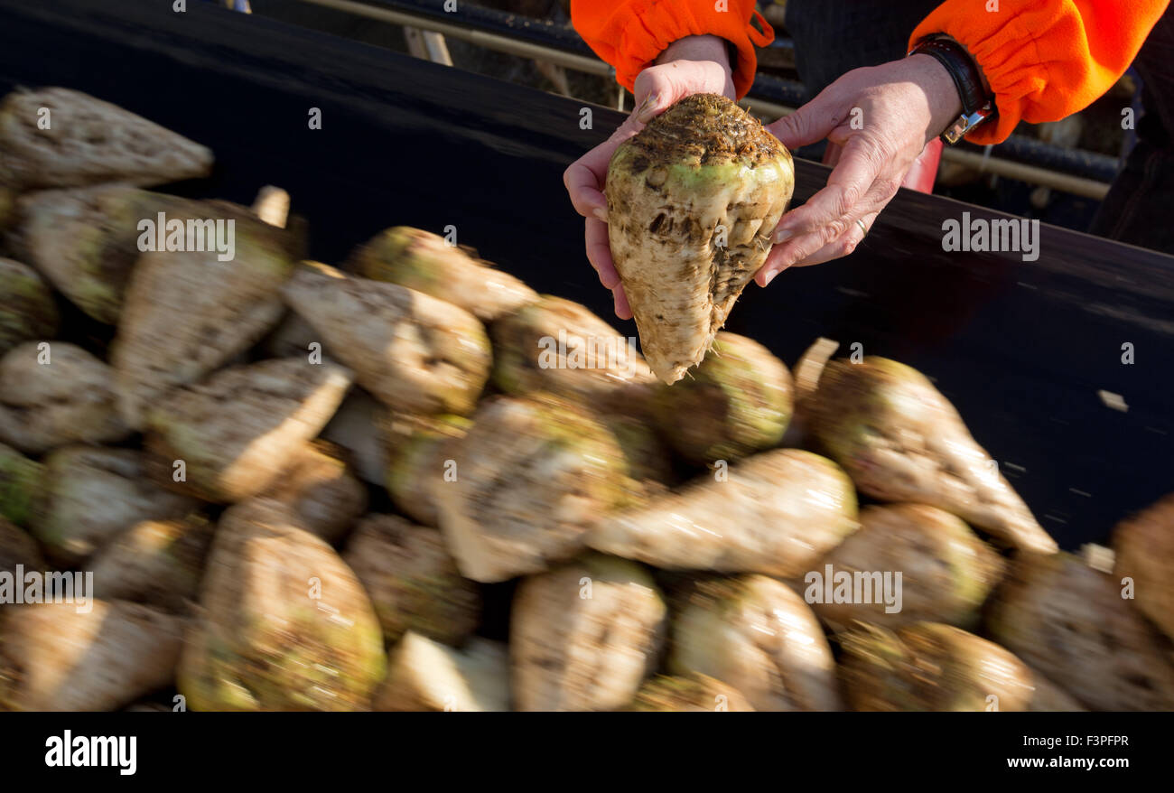 Lage, Germany. 10th Oct, 2015. Sugar beets are checked by an amployee ...