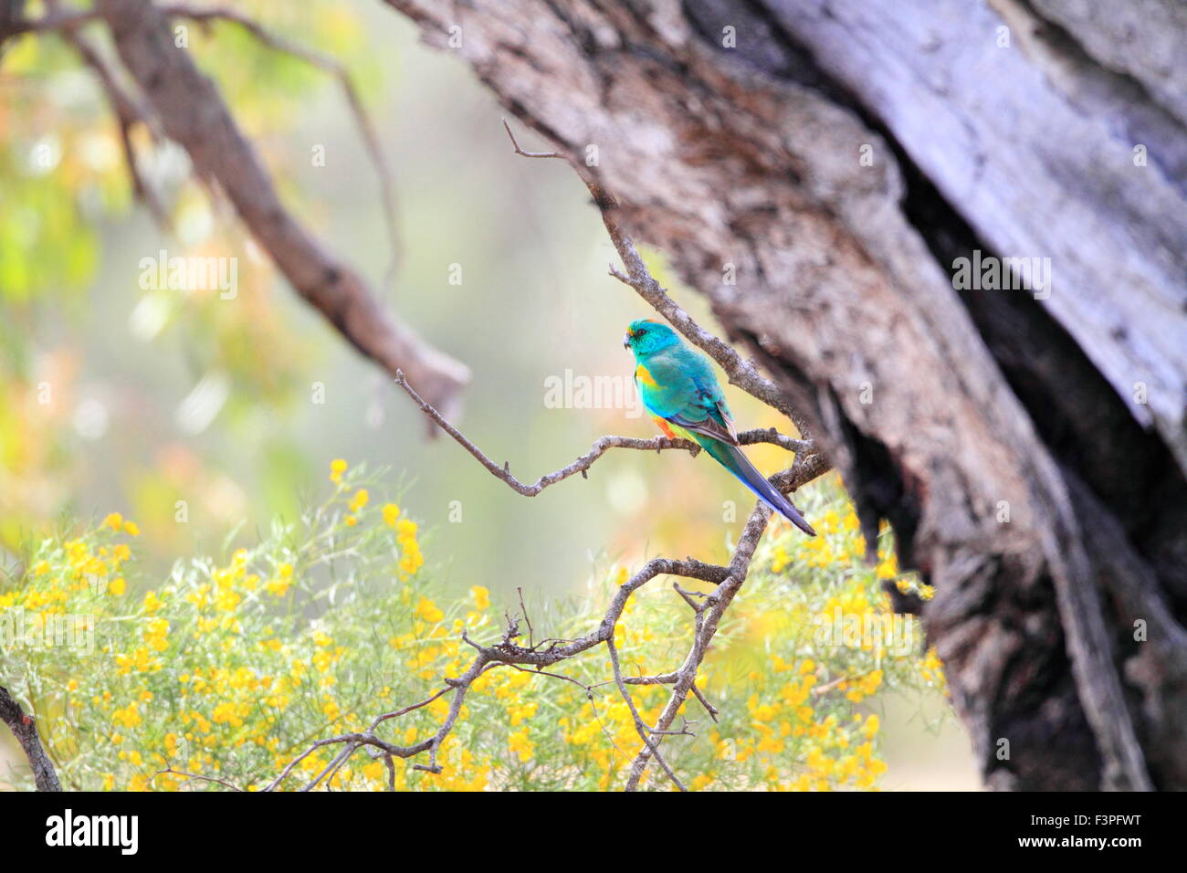 Mulga parrot hi-res stock photography and images - Alamy