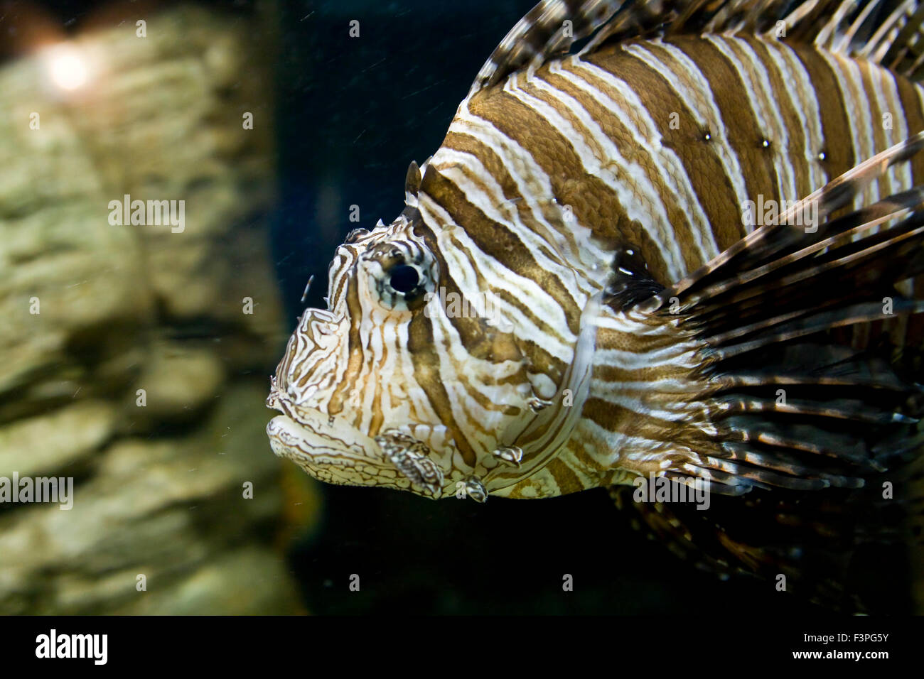 Zebra Fish High Resolution Stock Photography and Images - Alamy