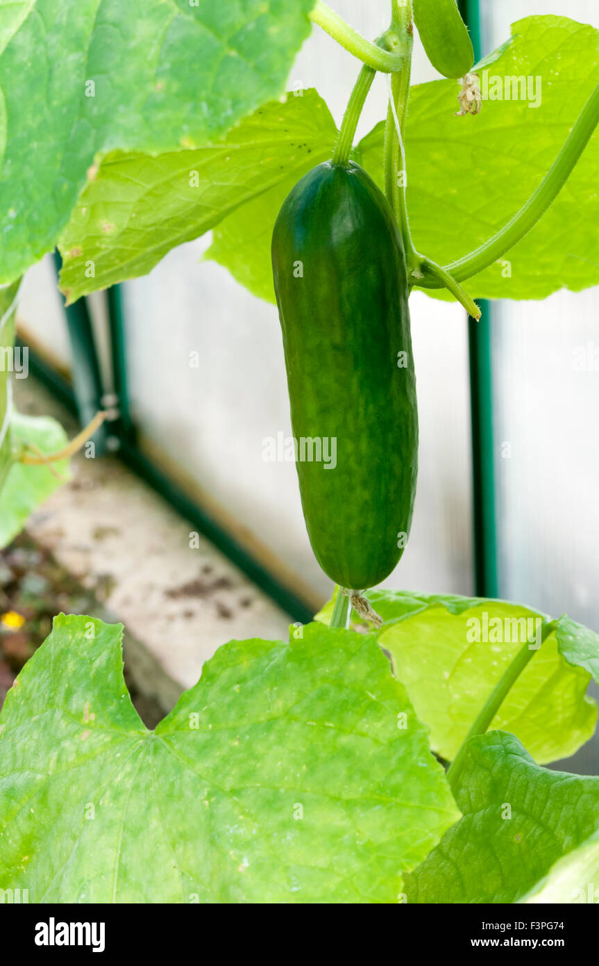 Cucumber type High Resolution Stock Photography and Images - Alamy