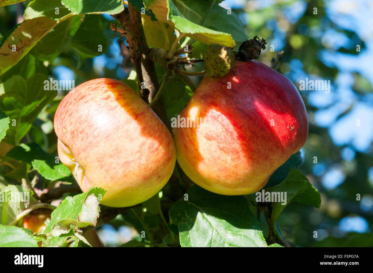 A pair of apples of the variety Cheddar Cross growing on a tree Stock ...