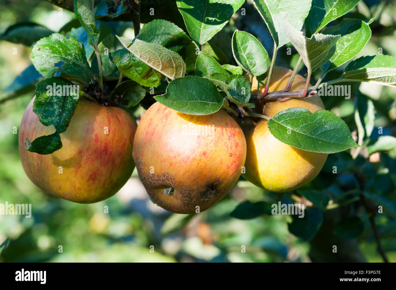 Three apples of the variety Ashmead's Kernel growing on a tree Stock ...