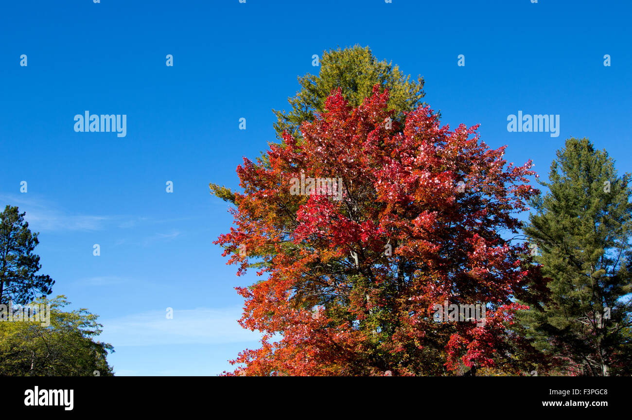 Autumn fall red maple foliage. Adirondack State Park Adirondacks New ...