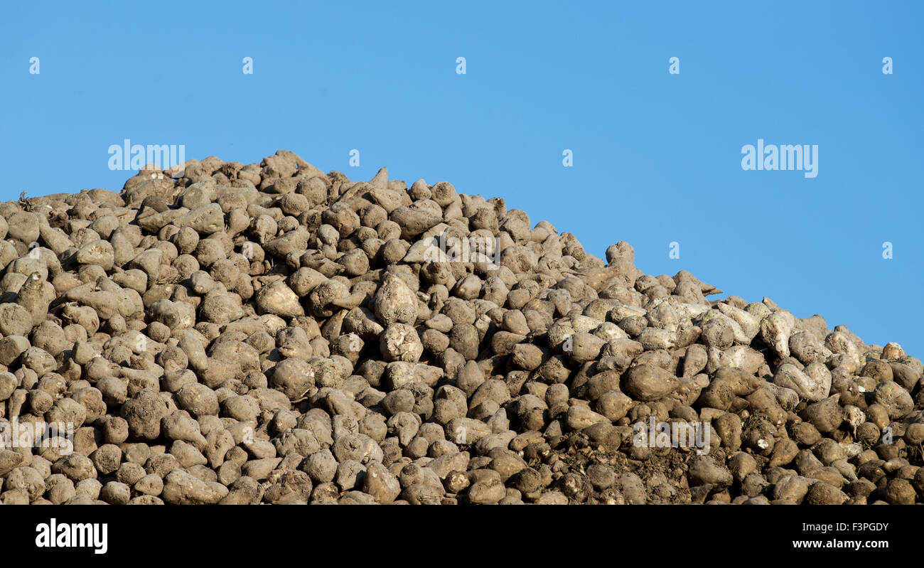 Lage, Germany. 10th Oct, 2015. A pile of sugar beets at the Pfeifer ...