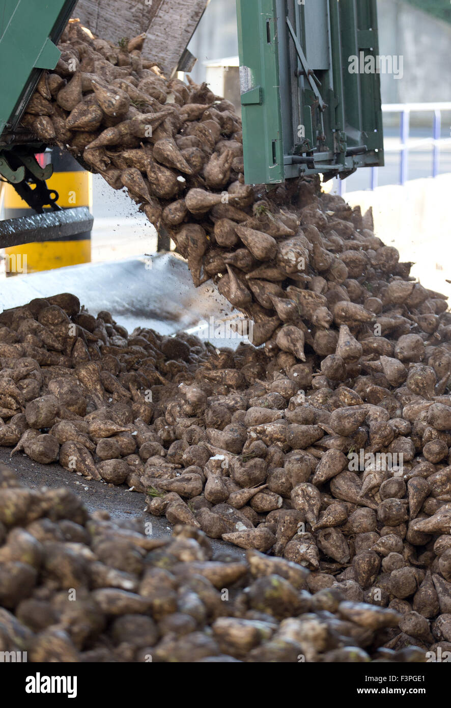 Lage, Germany. 10th Oct, 2015. Sugar beets are unloaded at the Pfeifer ...