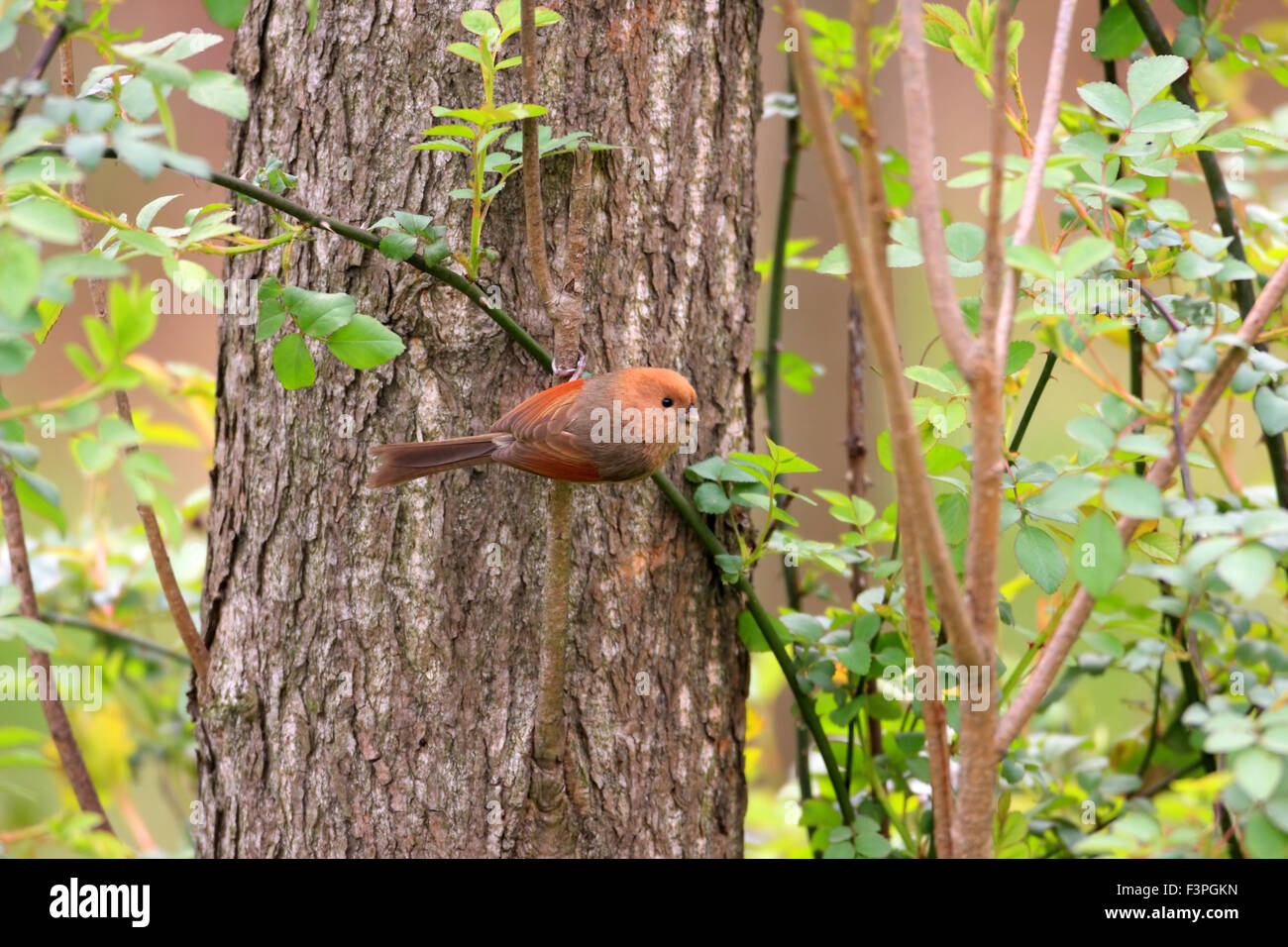 Parrotbill hi-res stock photography and images - Alamy