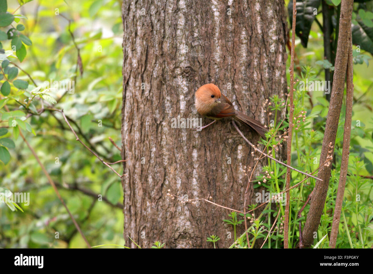 Parrotbill hi-res stock photography and images - Alamy