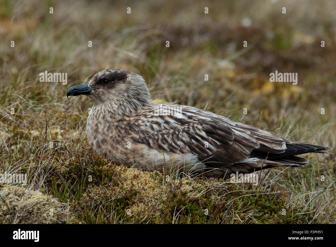 Great Skua Stercorarius skua adult on moorland Stock Photo - Alamy