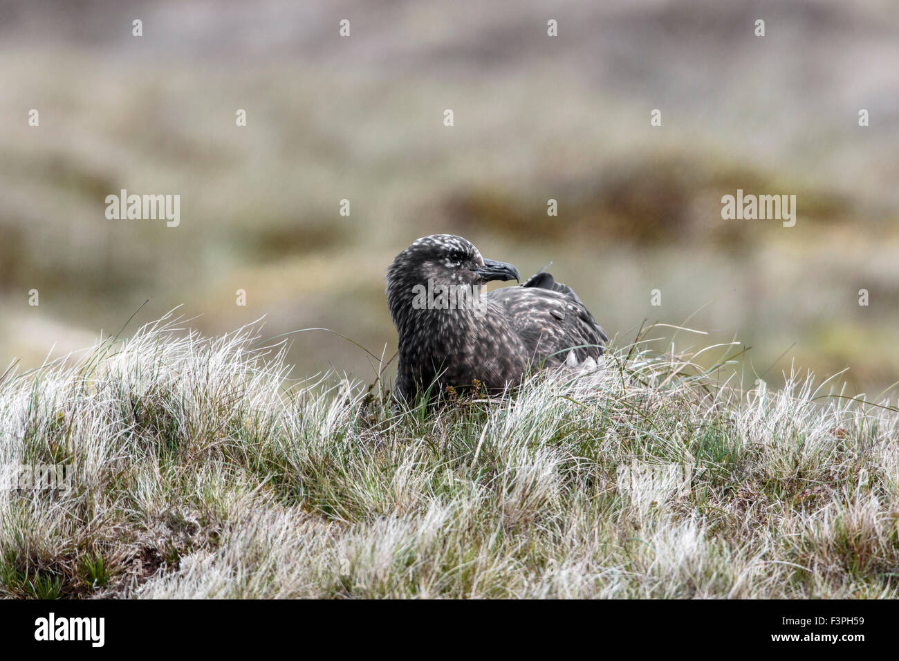Great Skua Stercorarius skua adult moorland nest site Stock Photo - Alamy