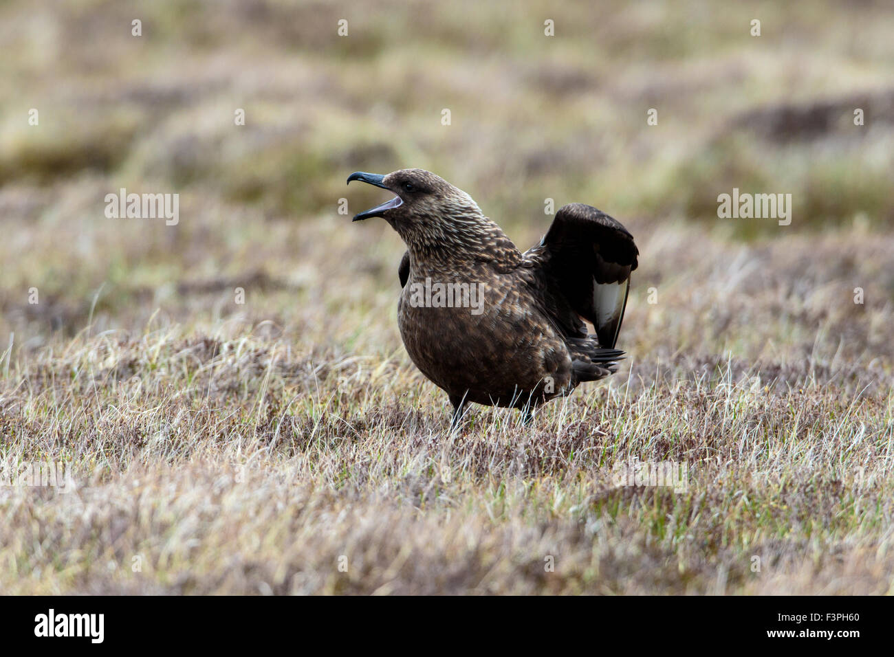 Great Skua Stercorarius skua adult displaying and calling at moorland ...