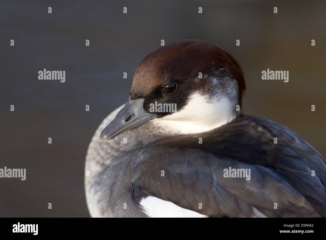 Smew; Mergus albellus; Female; Winter; UK Stock Photo - Alamy