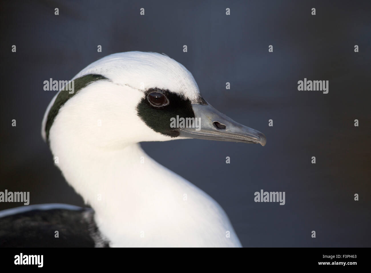 Smew; Mergus albellus; Male; Winter; UK Stock Photo - Alamy