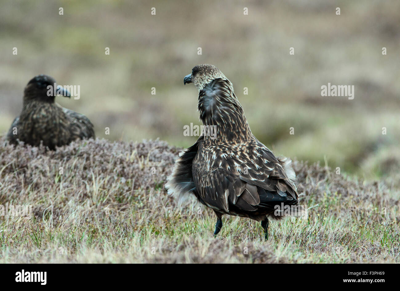 Great Skua Stercorarius skua adult pair at moorland moorland nest site ...