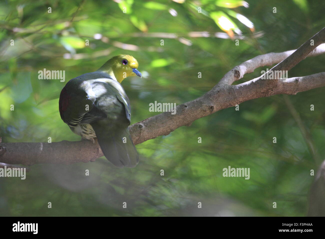 Beautiful japanese pigeon hi-res stock photography and images - Alamy