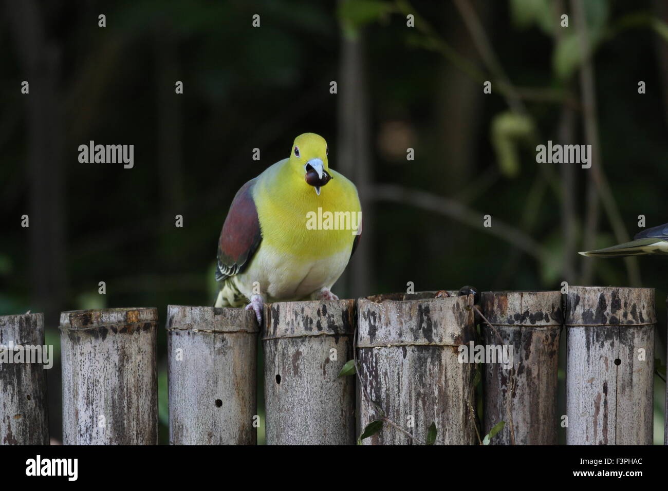 White-bellied or Japanese green pigeon (Treron sieboldii) in Japan ...