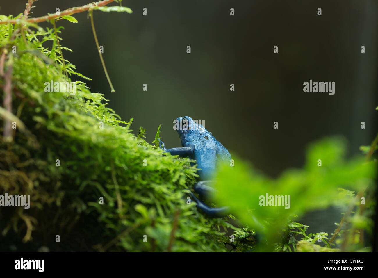 Blue Poison Dart Frog (Dendrobates tinctorius azureus) in National Zoo ...