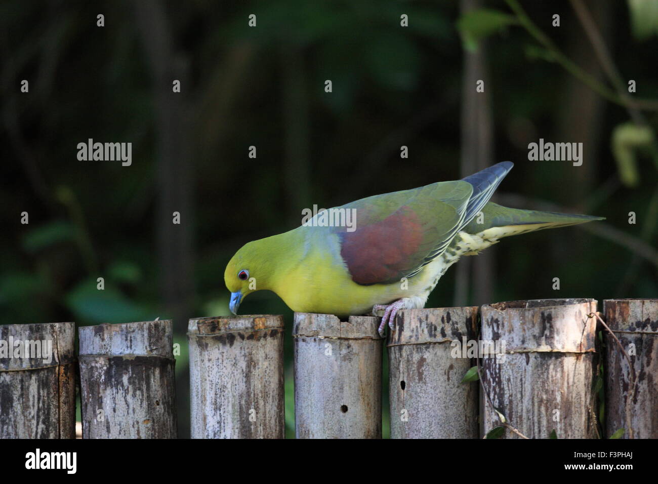 White-bellied or Japanese green pigeon (Treron sieboldii) in Japan ...