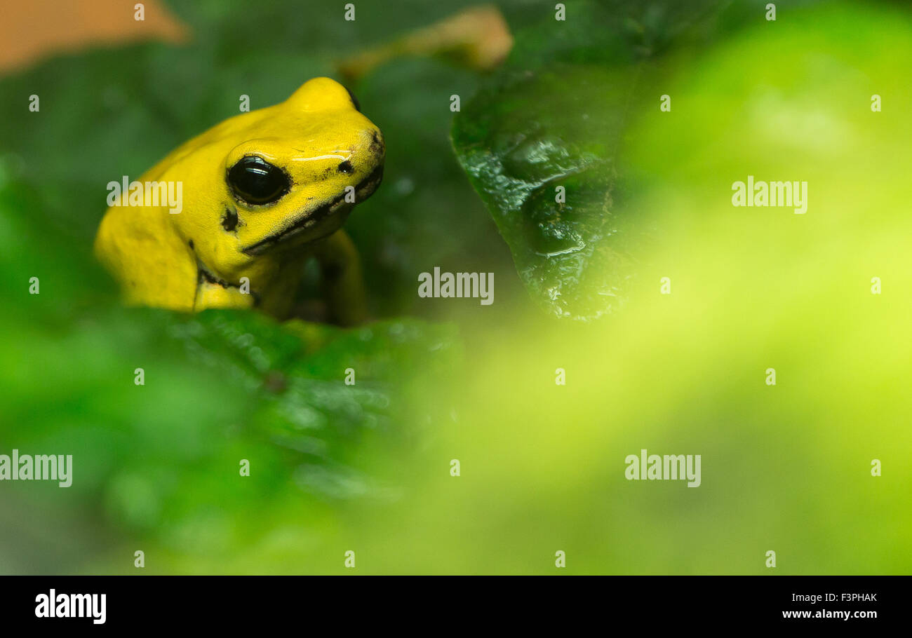 Golden poison frog phyllobates terribilis hi-res stock photography and ...
