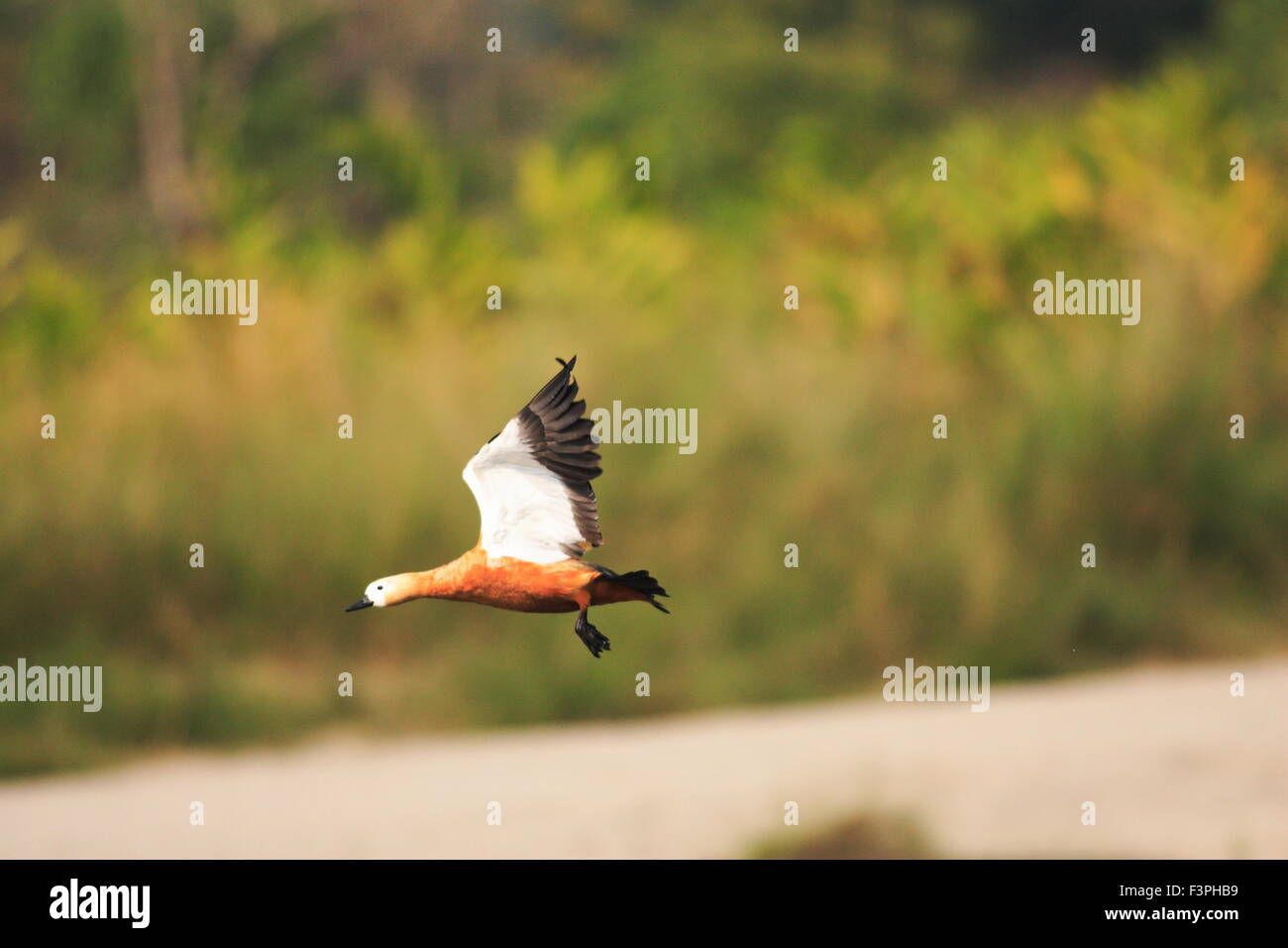 Shelduck hi-res stock photography and images - Alamy