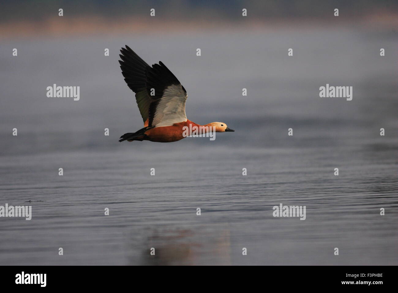 Ruddy Duck Flying