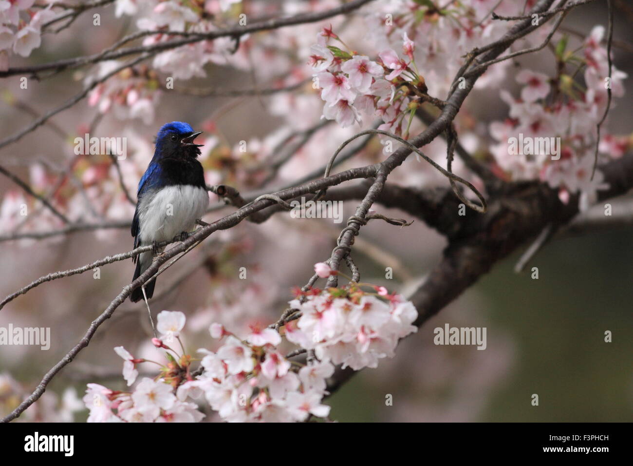 Blue-and-White Flycatcher (Cyanoptila cyanomelana) male in japan Stock ...
