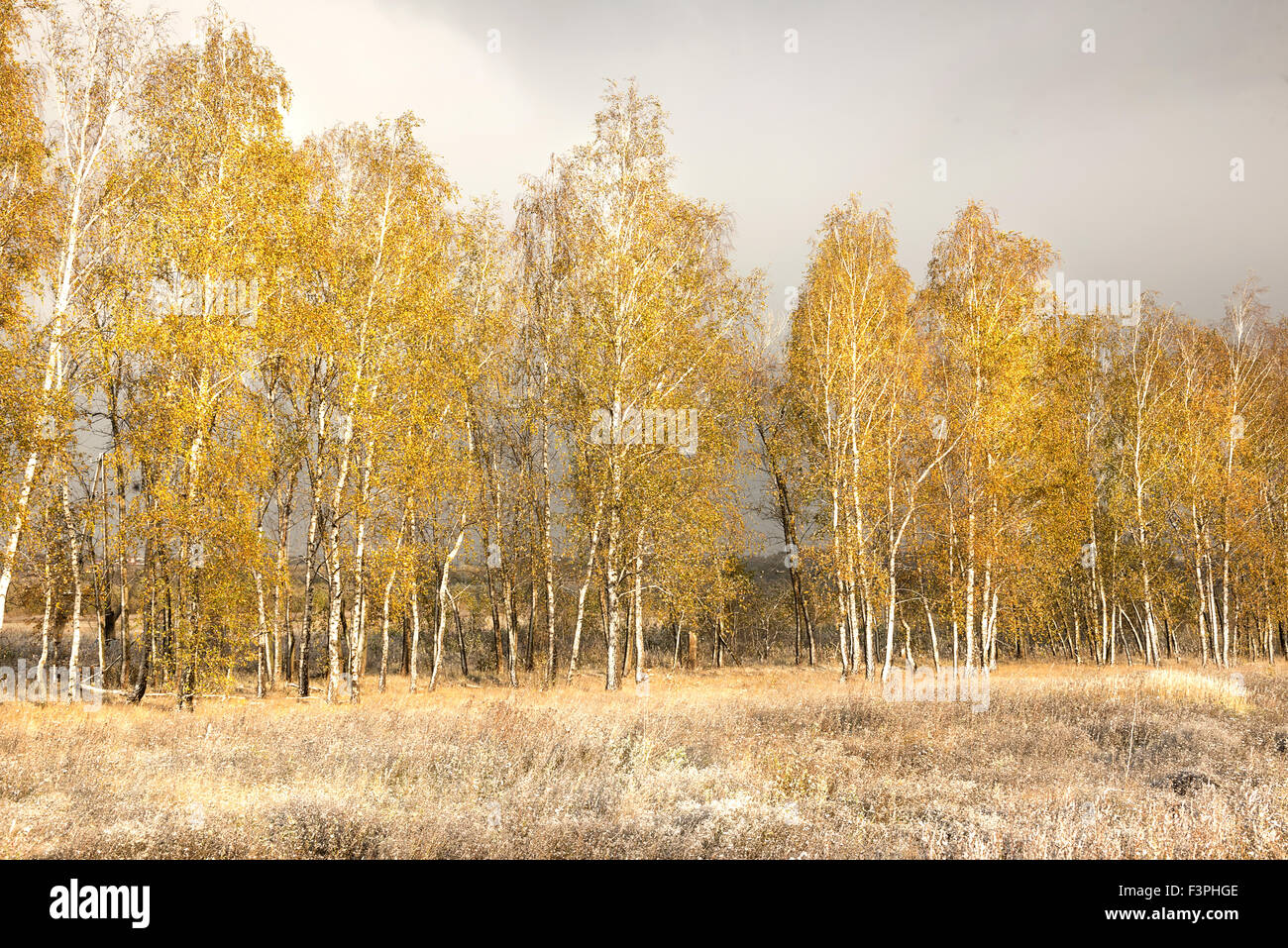 Yellow birch hi-res stock photography and images - Alamy