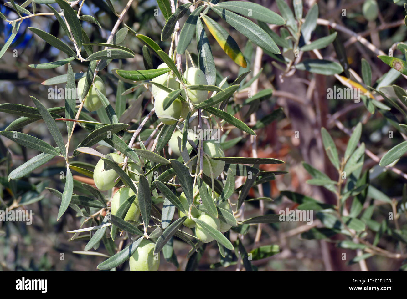 Olive branch with berries Stock Photo - Alamy
