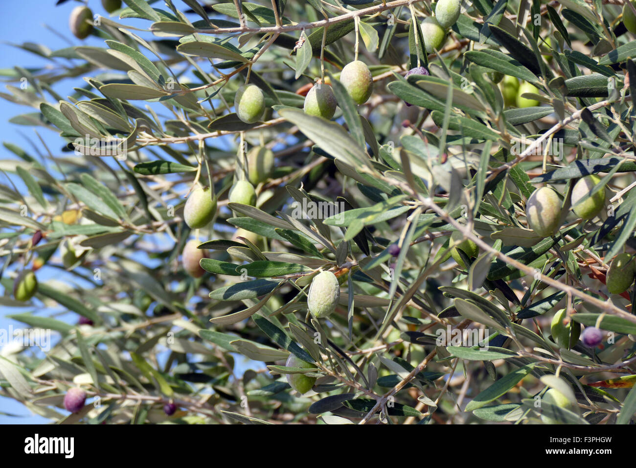 Olive tree with leaves hi-res stock photography and images - Alamy