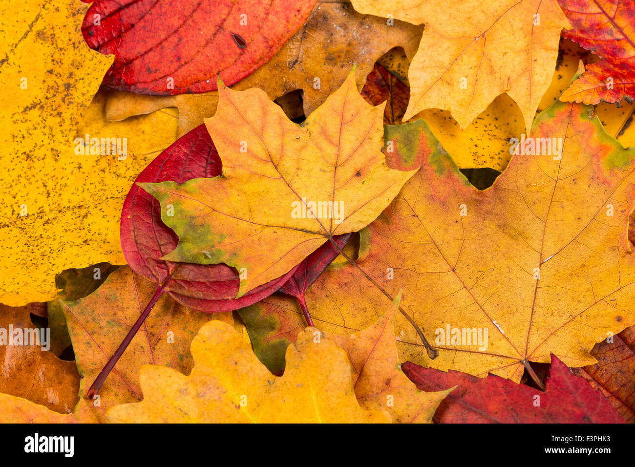 Beautiful yellow and red autumn leaves background texture Stock Photo ...