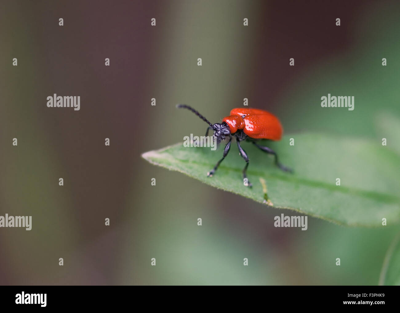 Red Lily Beetle, Lilioceris Lilii, on green leaf against dark ...