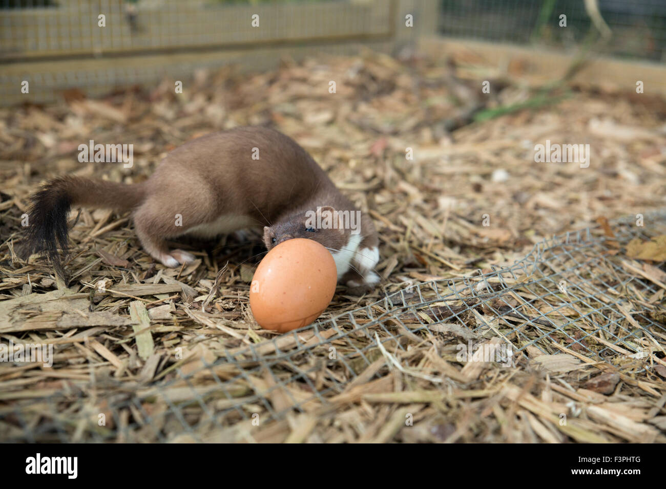 Stoat; Mustela erminea Single Captive Rolling an Egg Cornwall; UK Stock ...