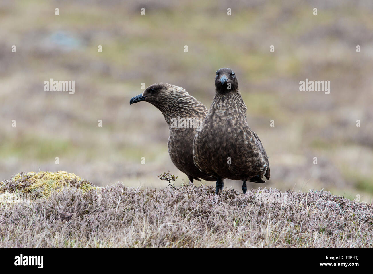 Great Skua Stercorarius skua adult pair at moorland nest aite Stock ...