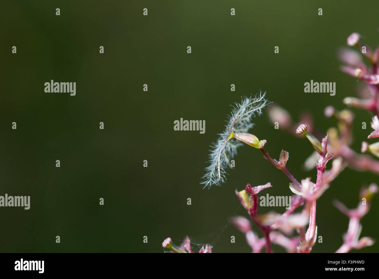 Centranthus seed hi-res stock photography and images - Alamy