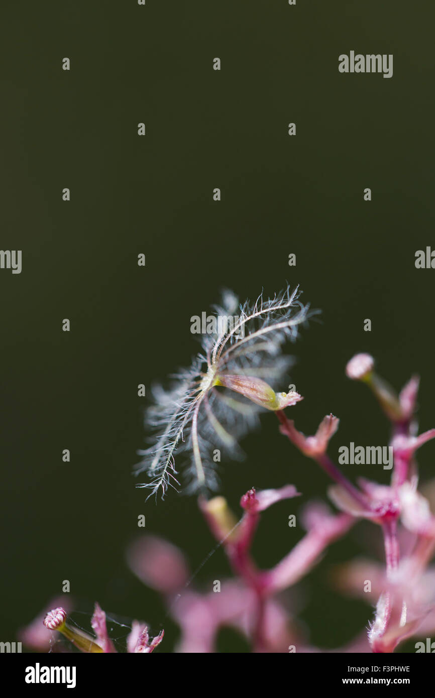 Centranthus seed hi-res stock photography and images - Alamy