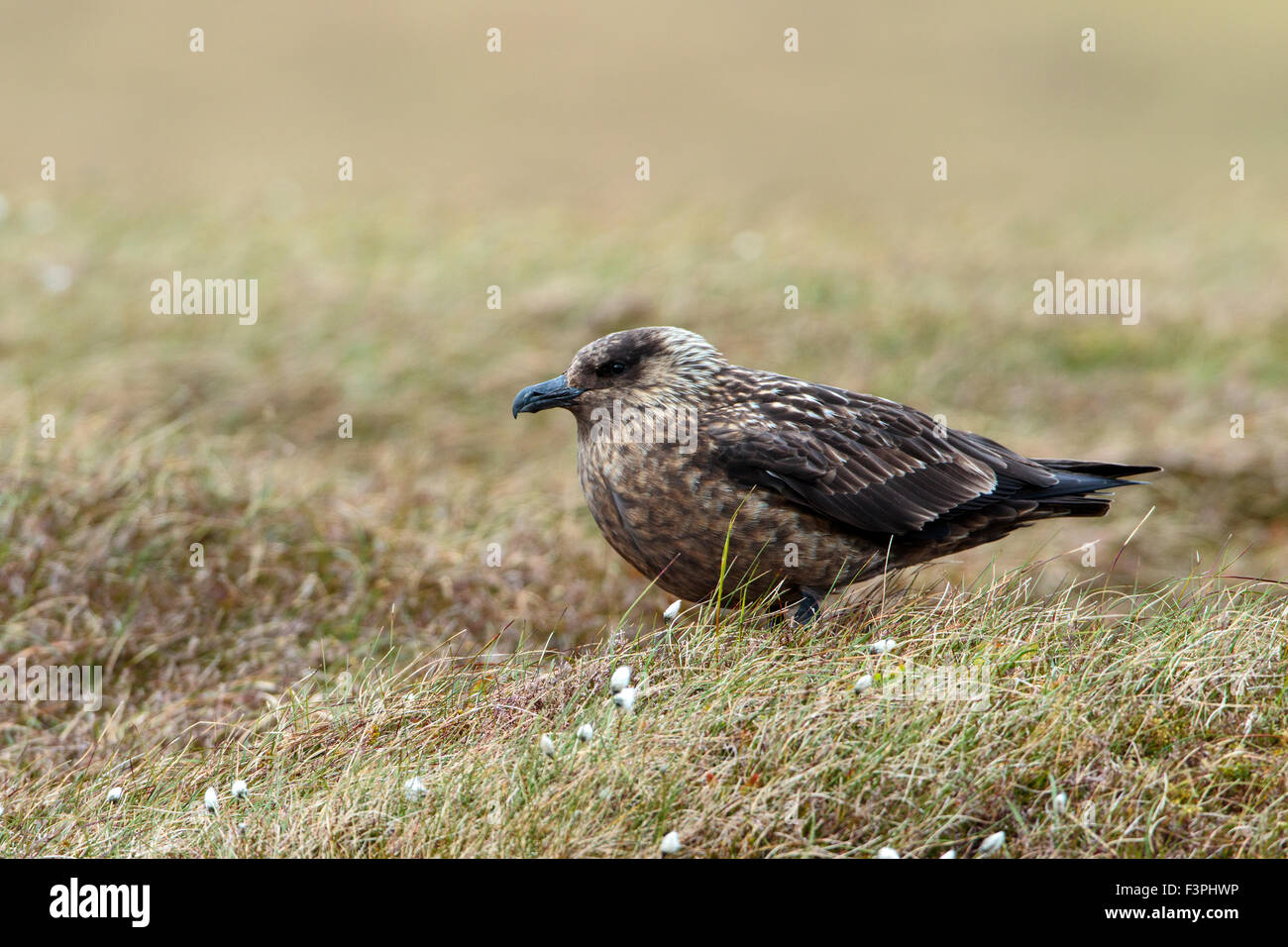 Great Skua Stercorarius skua adult on moorland nest site Stock Photo ...