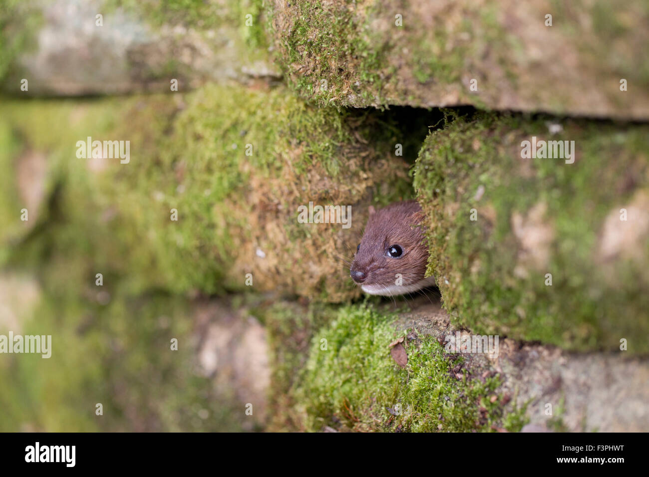 Weasel hole hi-res stock photography and images - Alamy